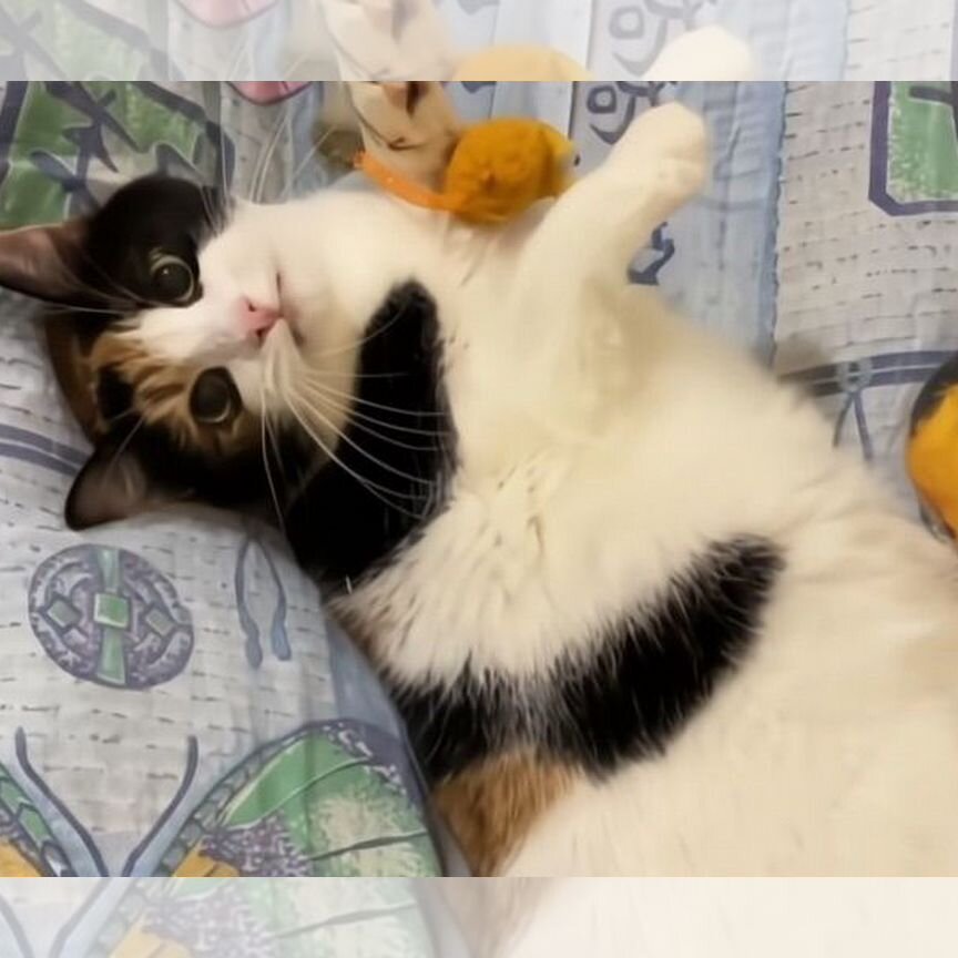 Взрослая, Девочка кошка в добрые руки