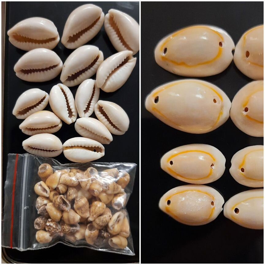 Морские ракушки Каури