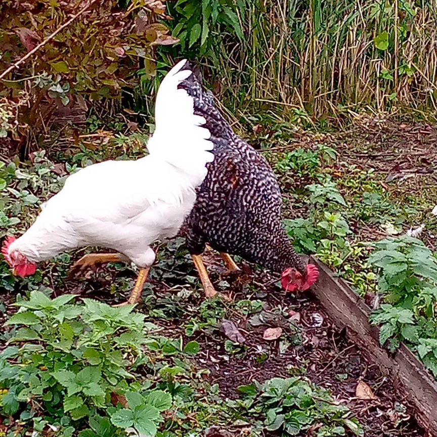 Молодые Петушки