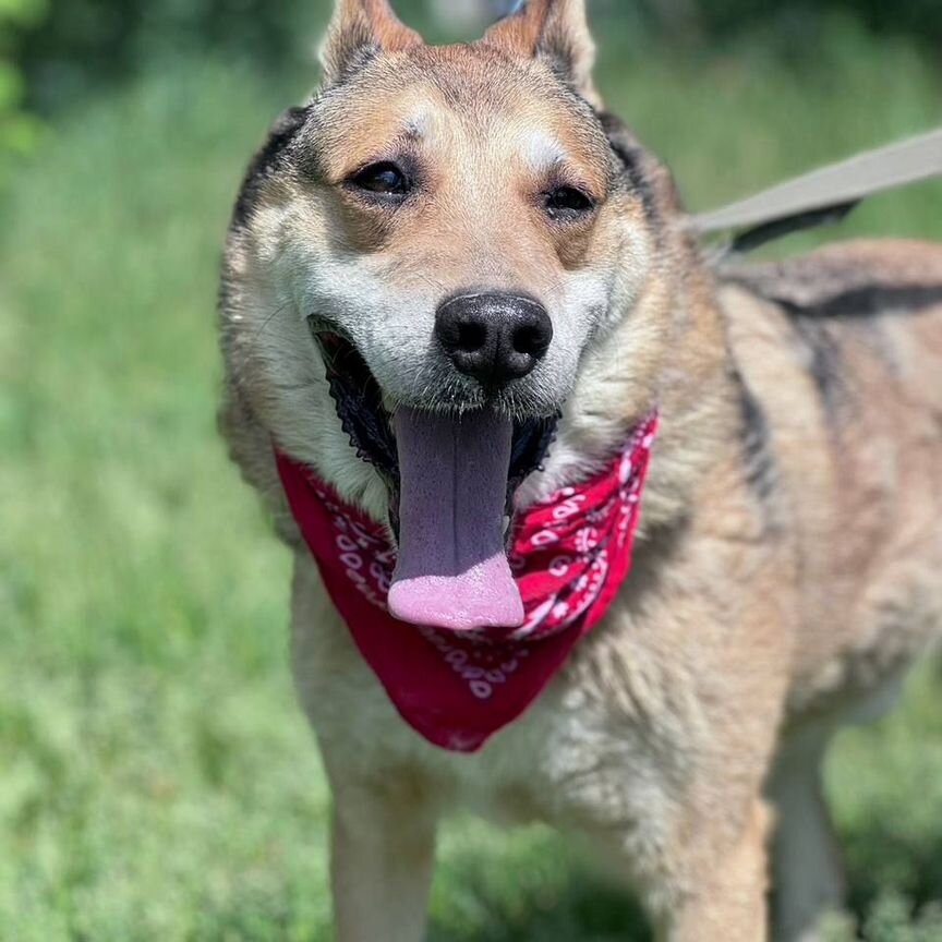 Хьюго-спокойный пёс из приюта В поиске дома