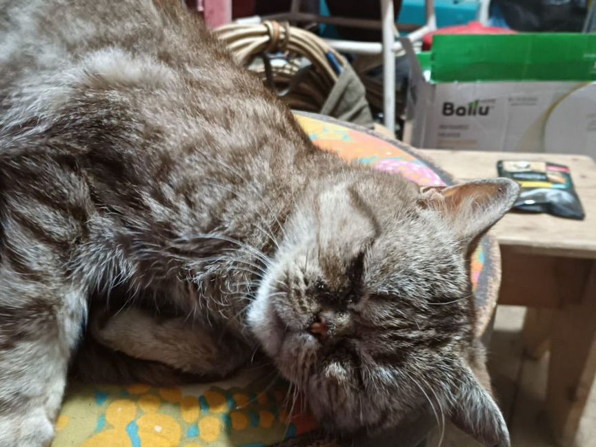 Экзотическая кошка