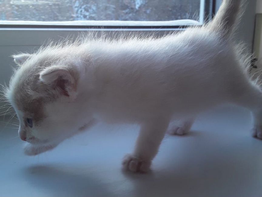 Котёнок Лёлик