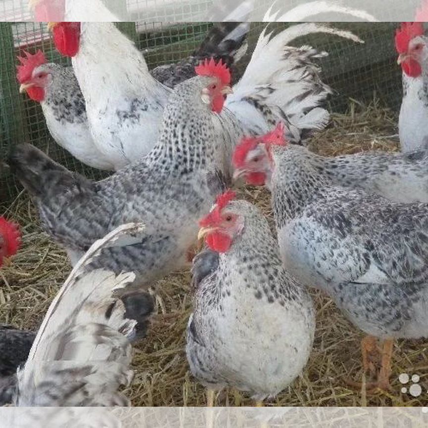 Цыплята разных пород вывод 19.03