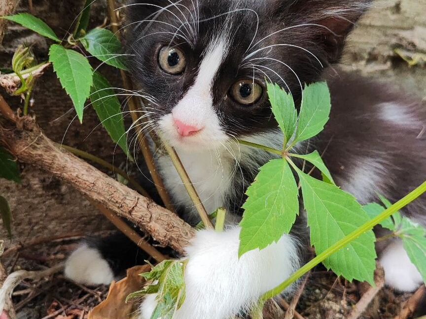 Котенок мальчик