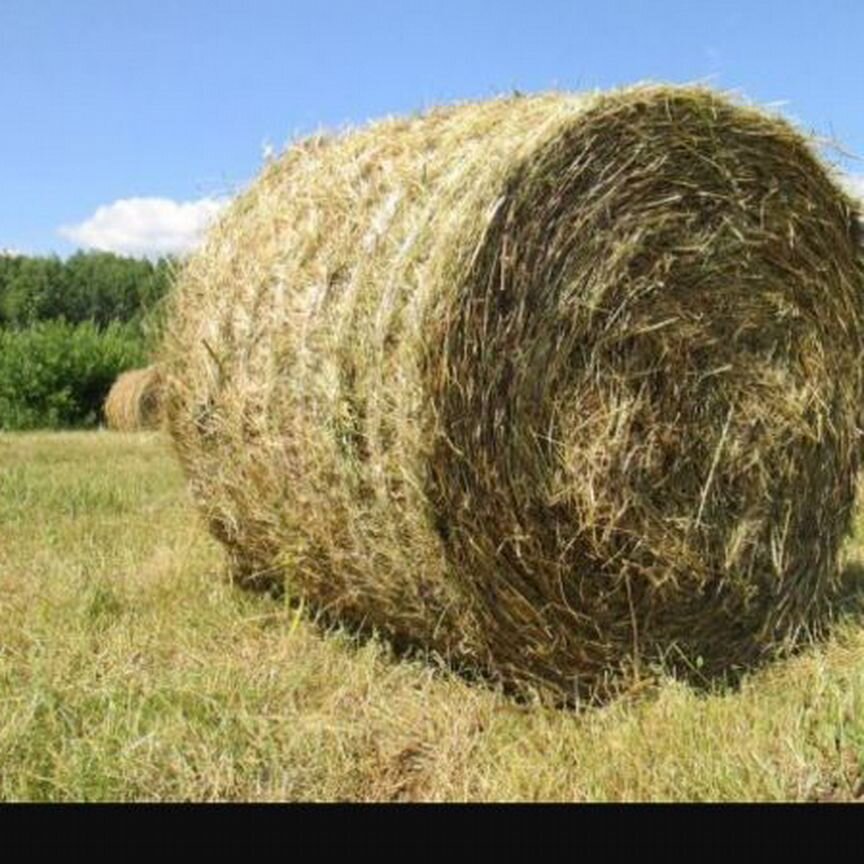 Сено в рулонах