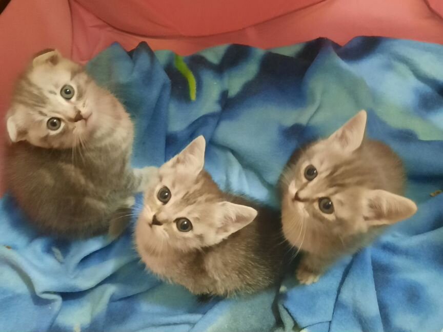 Шотландские котята