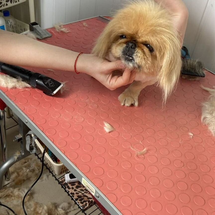 Отдам собаку в добрые руки