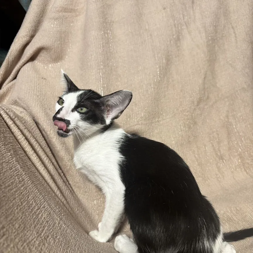 Ориентальные котята
