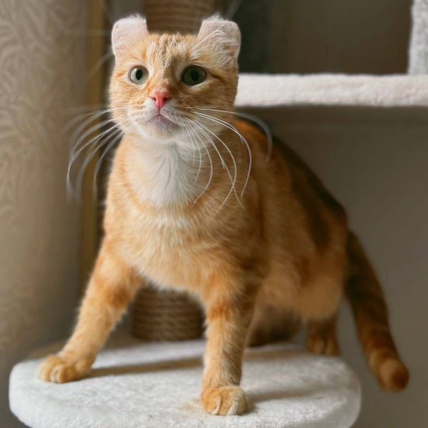 Кошечка американский кёрл