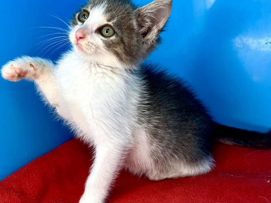 Котик в дар бесплатно