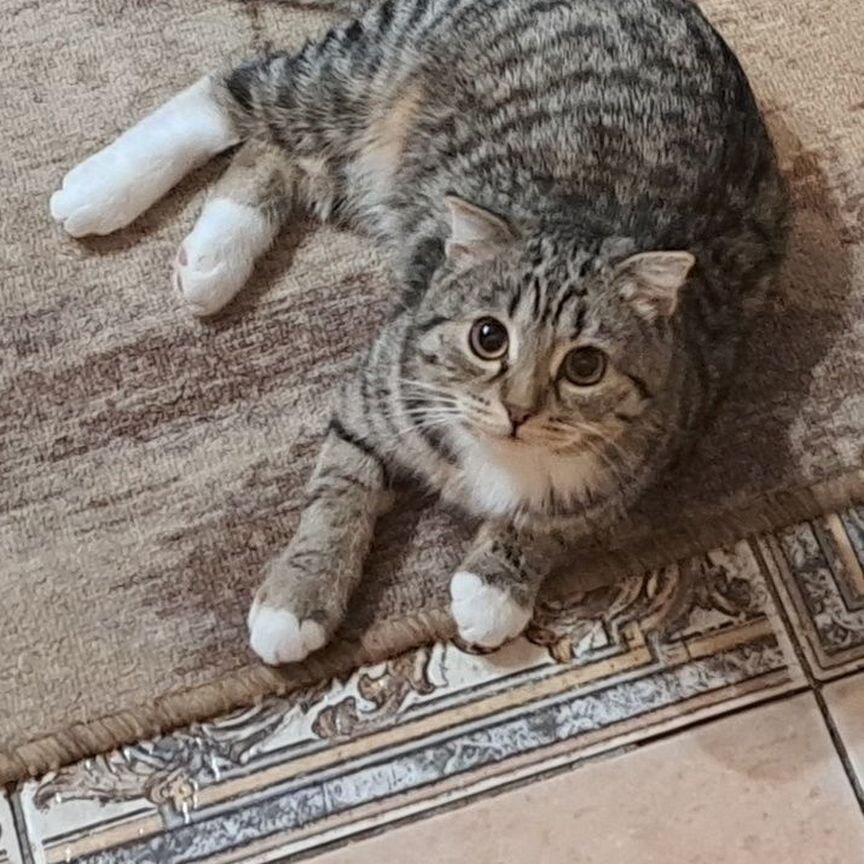 Кошки в добрые руки бесплатно