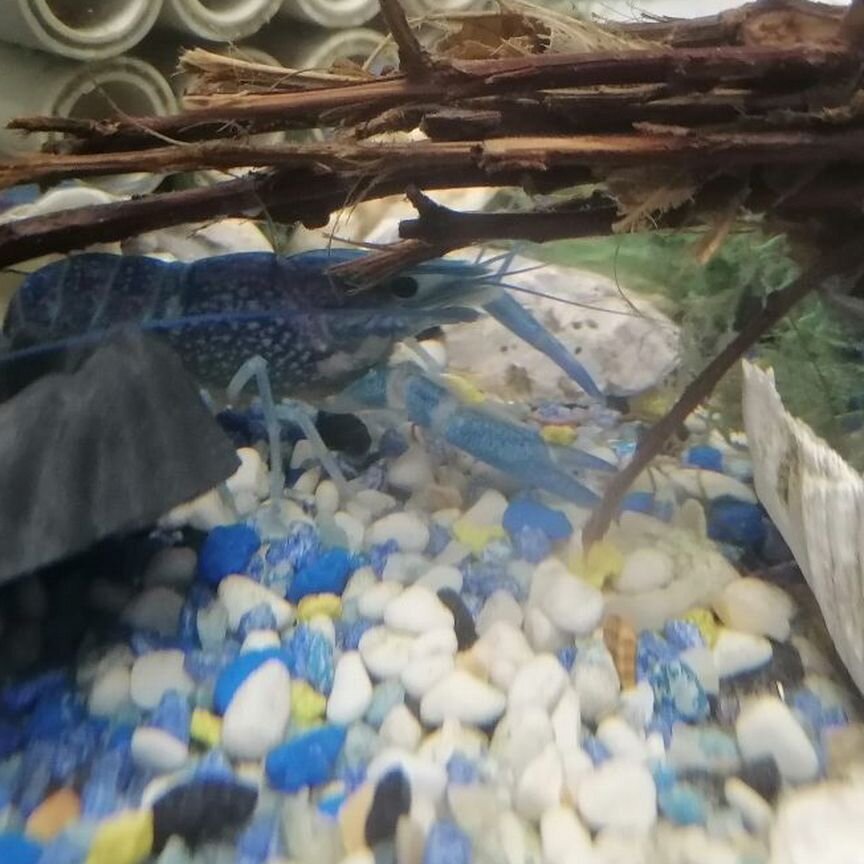 Австралийский красноклешневый рак