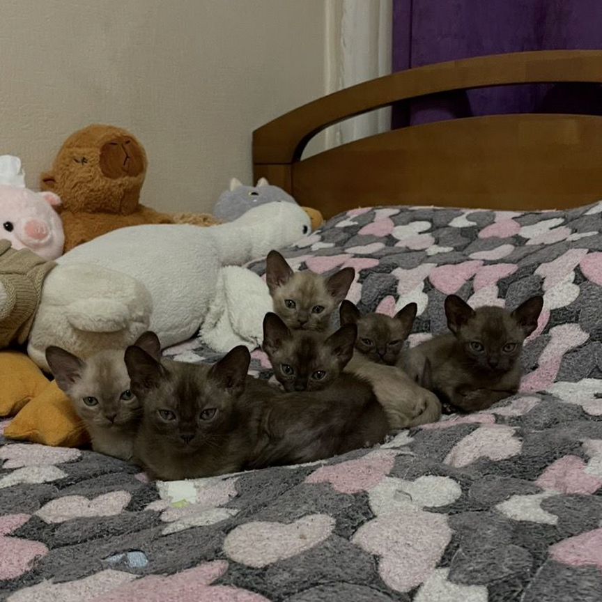 Европейский бурманский котёнок