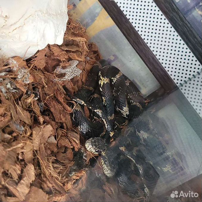 Амурский полоз