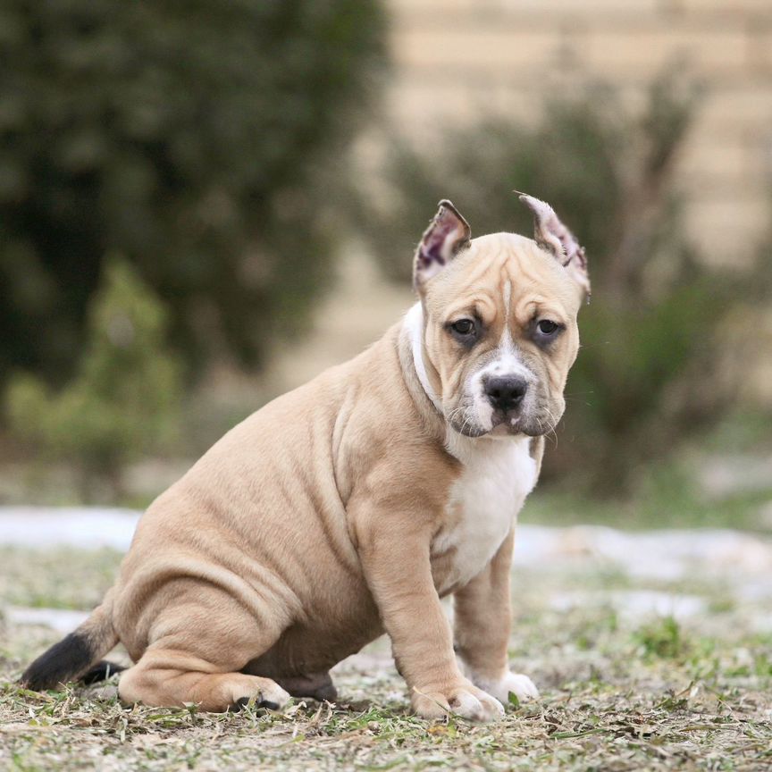 Мальчик тяжелого типа, 2 мес