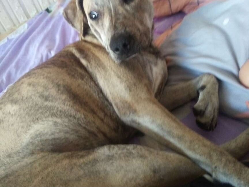 Стаффордширский терьер