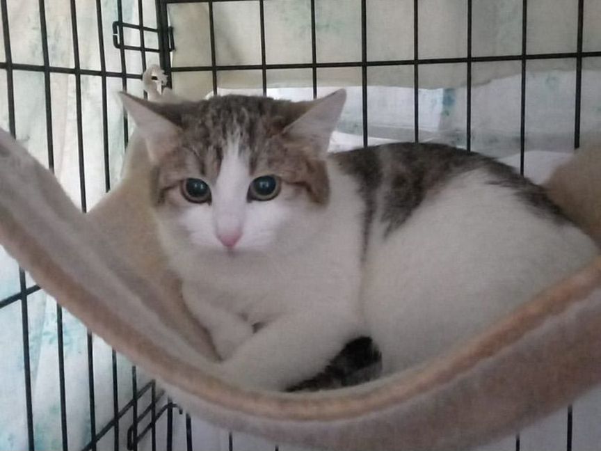 Красавица кошечка