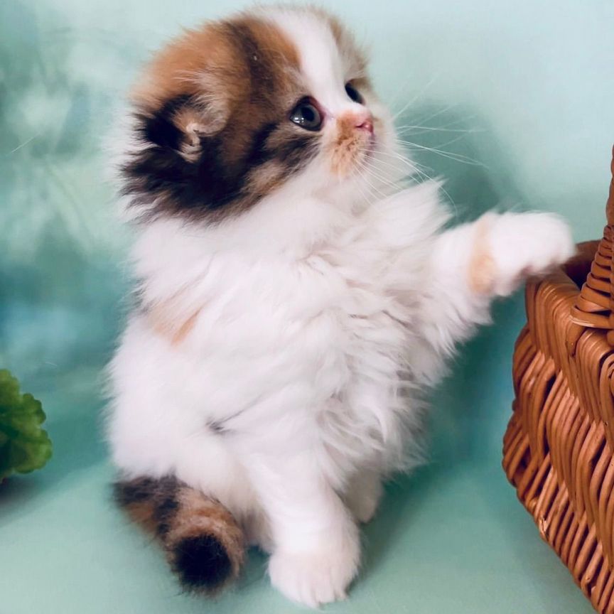 Шотландская девочка фолд Агафья