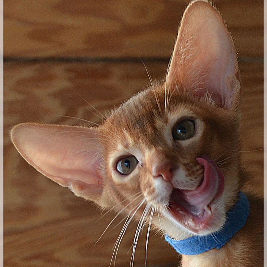 Абиссинский котёнок