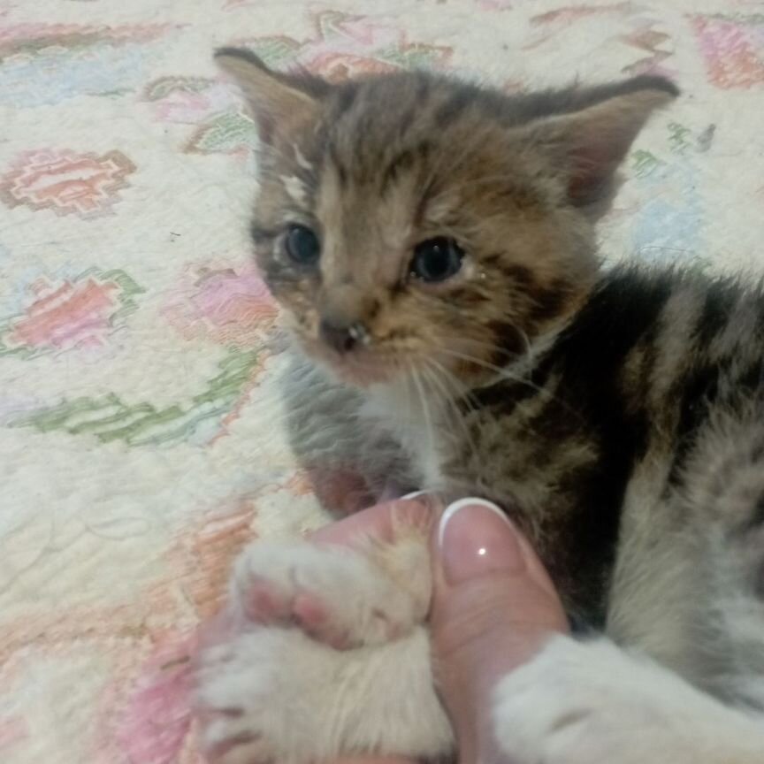 Котята