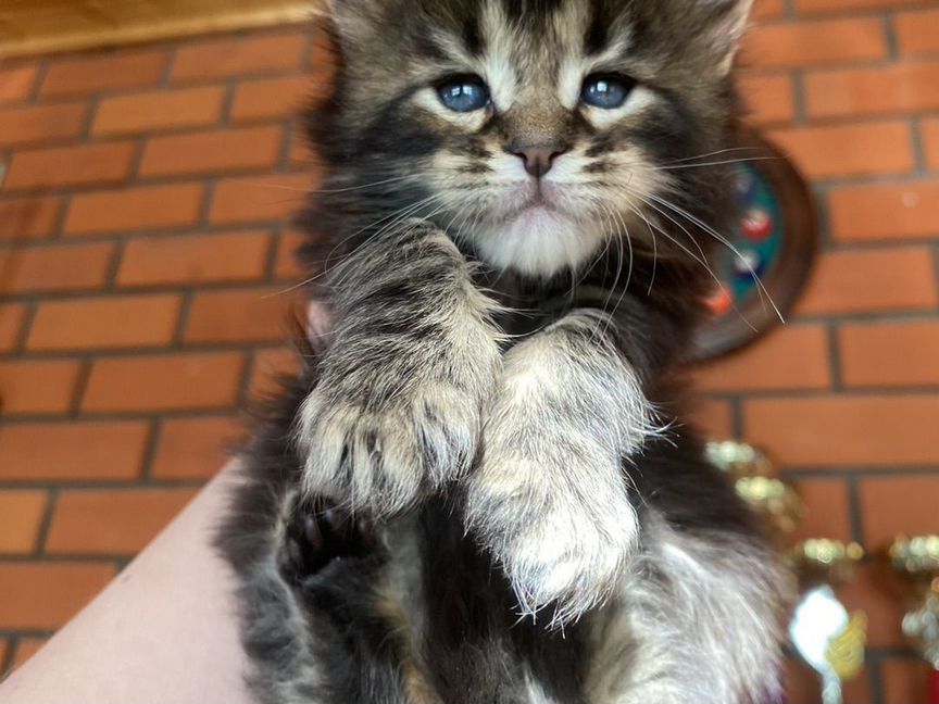 Мейн-кун лесная девочка