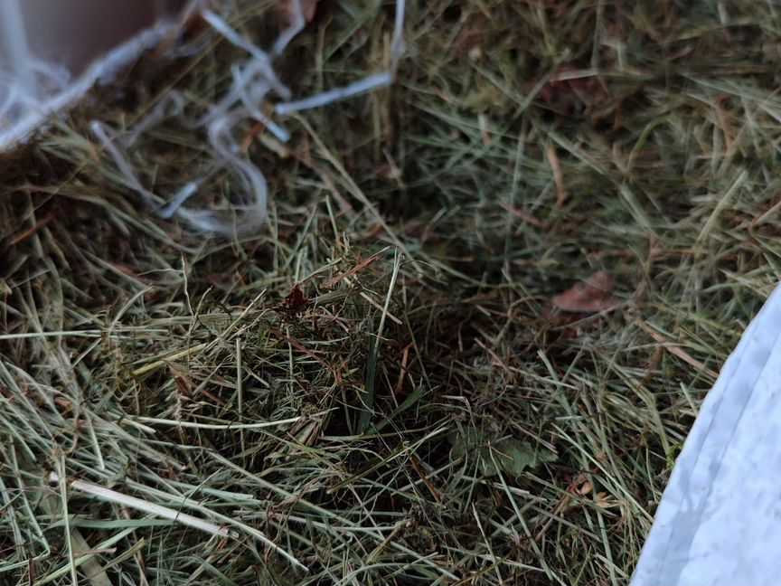 Сено 1 мешок своё для кроликов