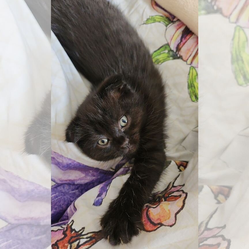 Котята шотландцы вислоухие