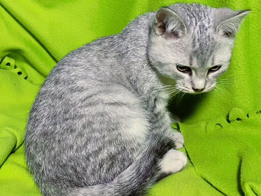 Пепельный котенок в добрые руки