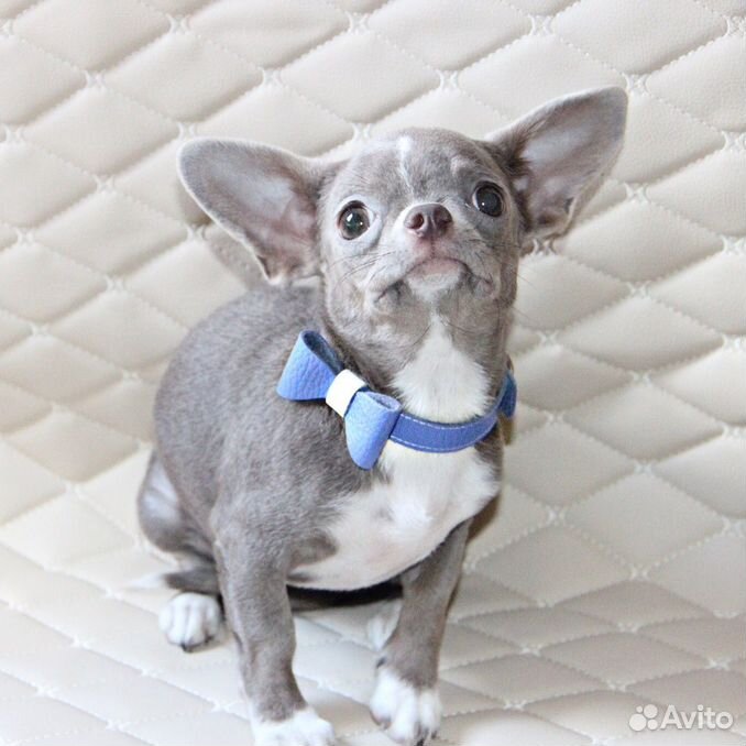 Очаровашка лилушка