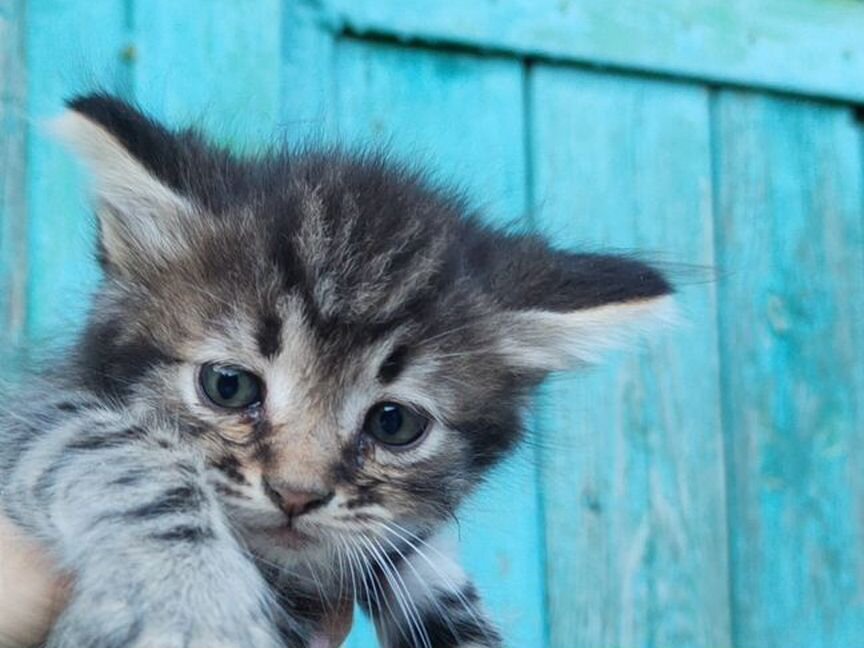 Отдам бесплатно котят от кошки- мышеловки