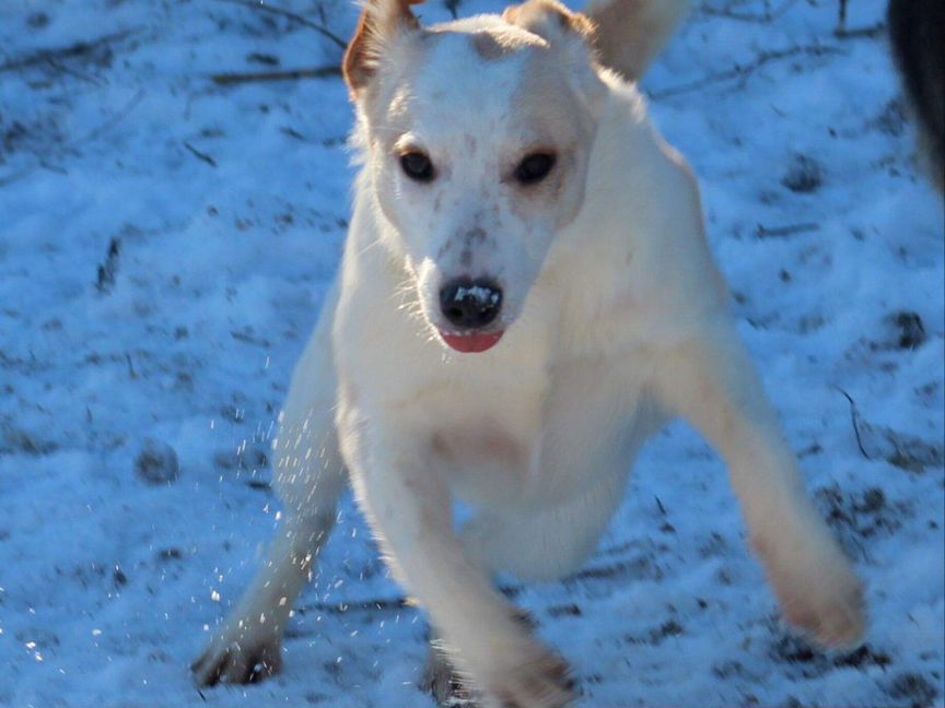 Персик ищет дом