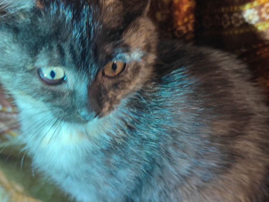 Котёночек котёнок