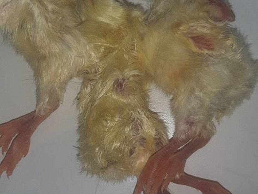 Цыплята суточные для животных и рептилий