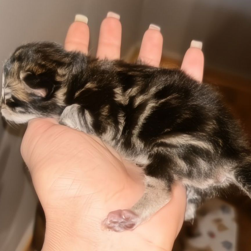 Шотландский вислоухий длинношёрстный котёнок