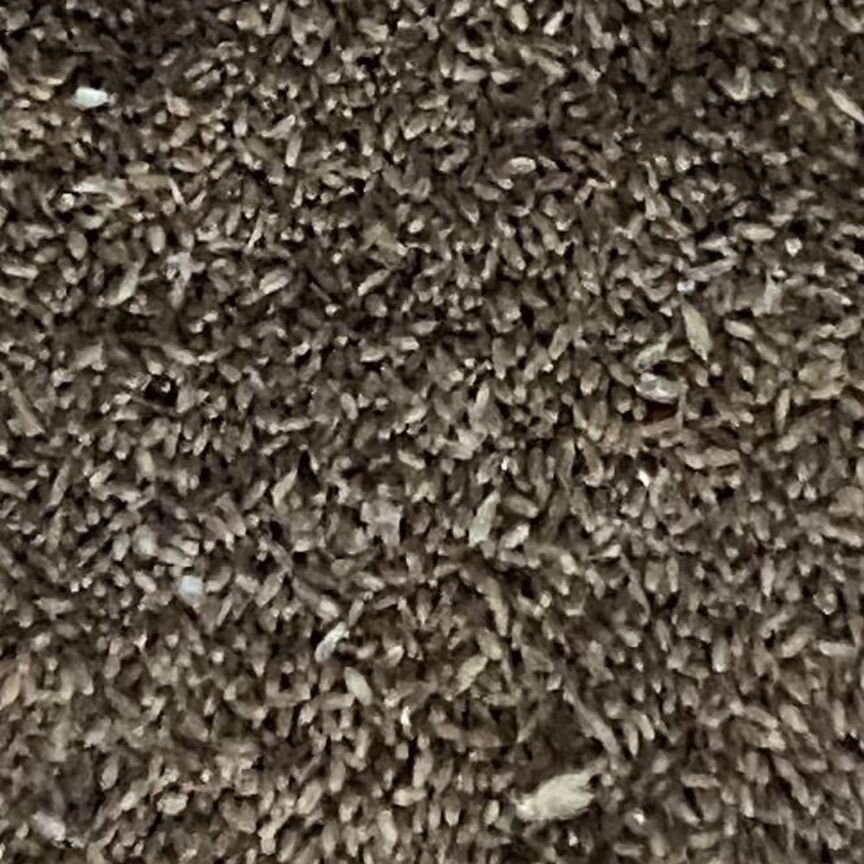 Пшеница фуражная на корм