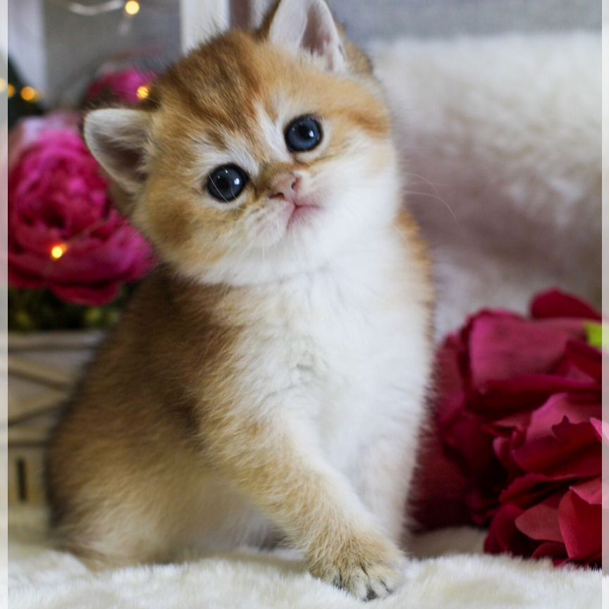 Британский короткошёрстный котёнок