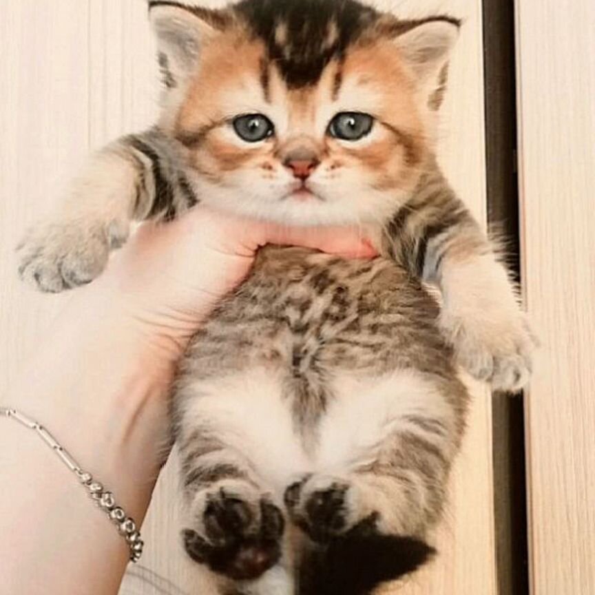 Шотландские золотые шиншиллы котодетки