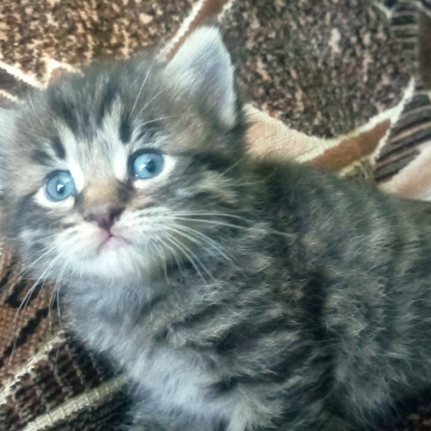 Кошки в добрые руки