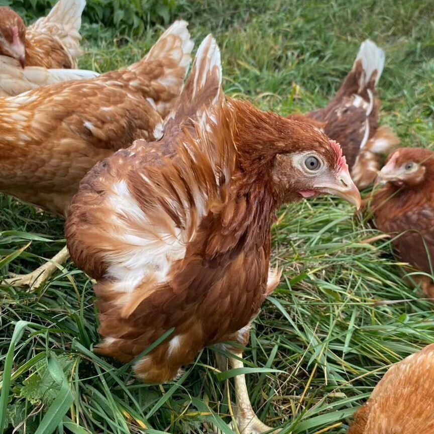 Куры несушки