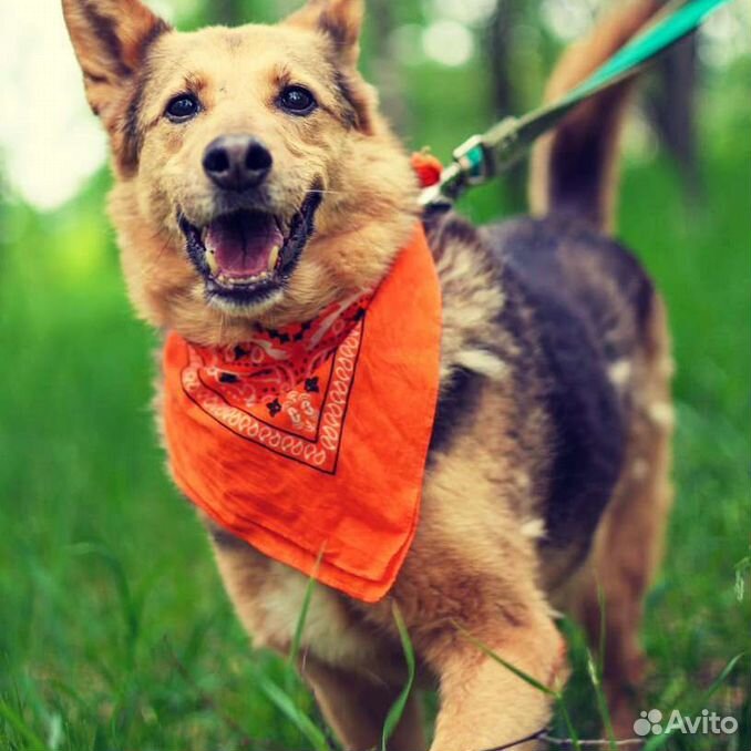 Милая Айка ищет дом