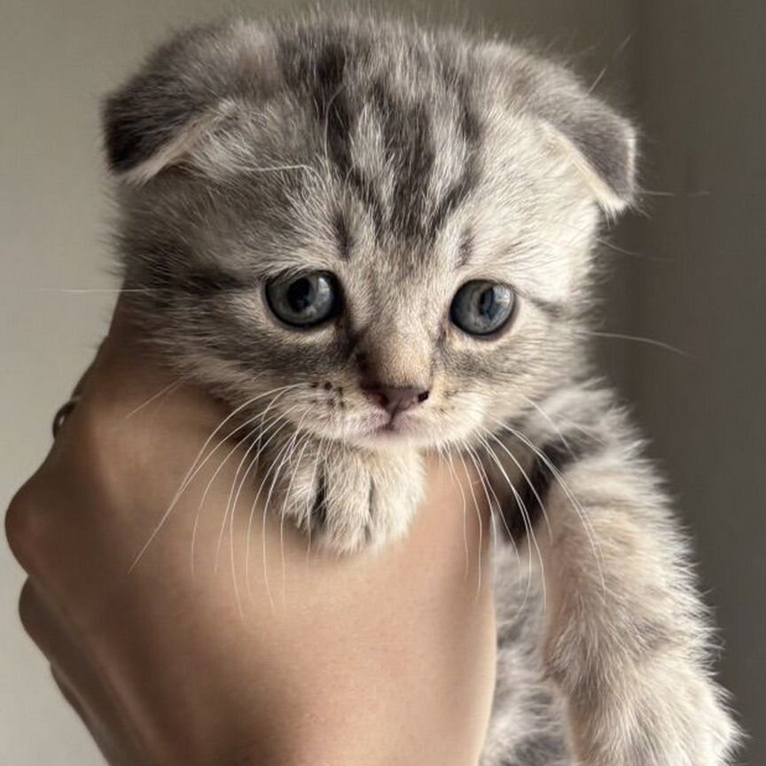 Шотландский котенок