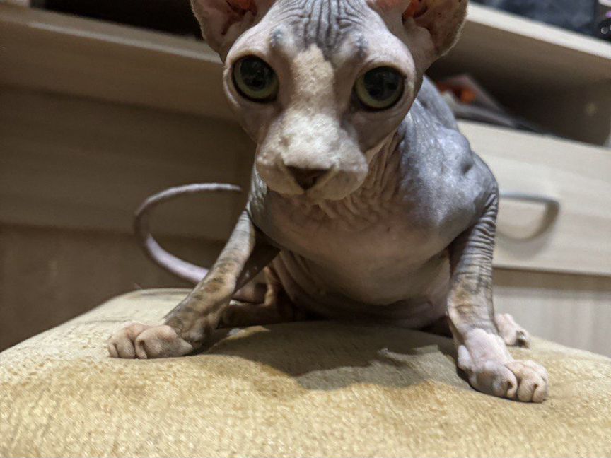 Кошка канадский сфинкс