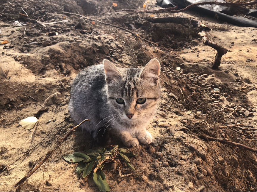 Отдам бесплатно маленького котенка