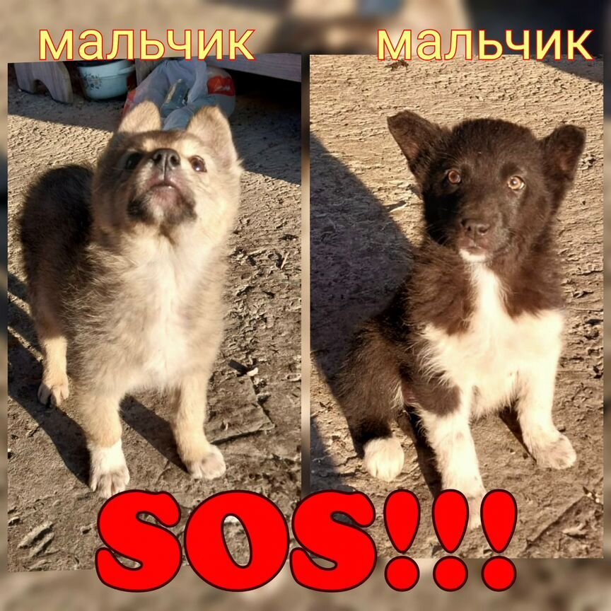 Щенки В дар