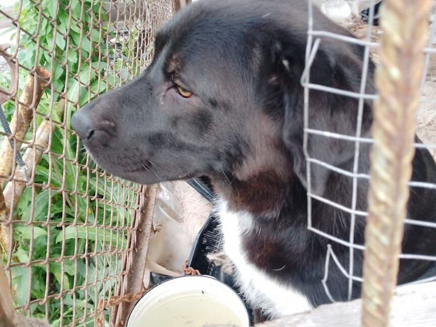 Собака в добрые руки