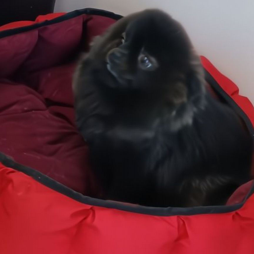 Померанский шпиц, взрослая собака