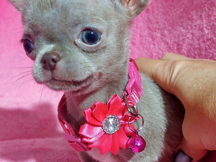 Лиловая мини девочка