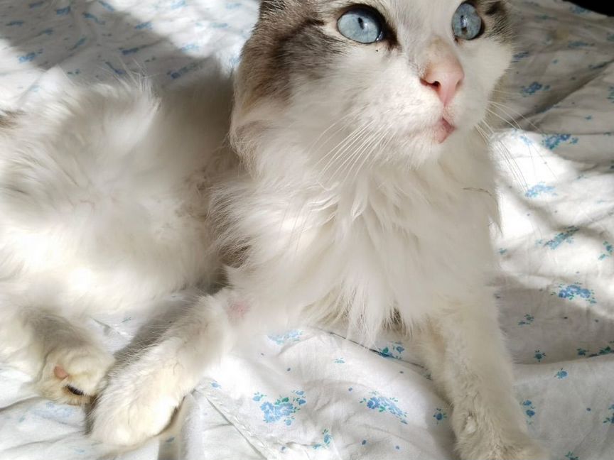 Кот трехцветный