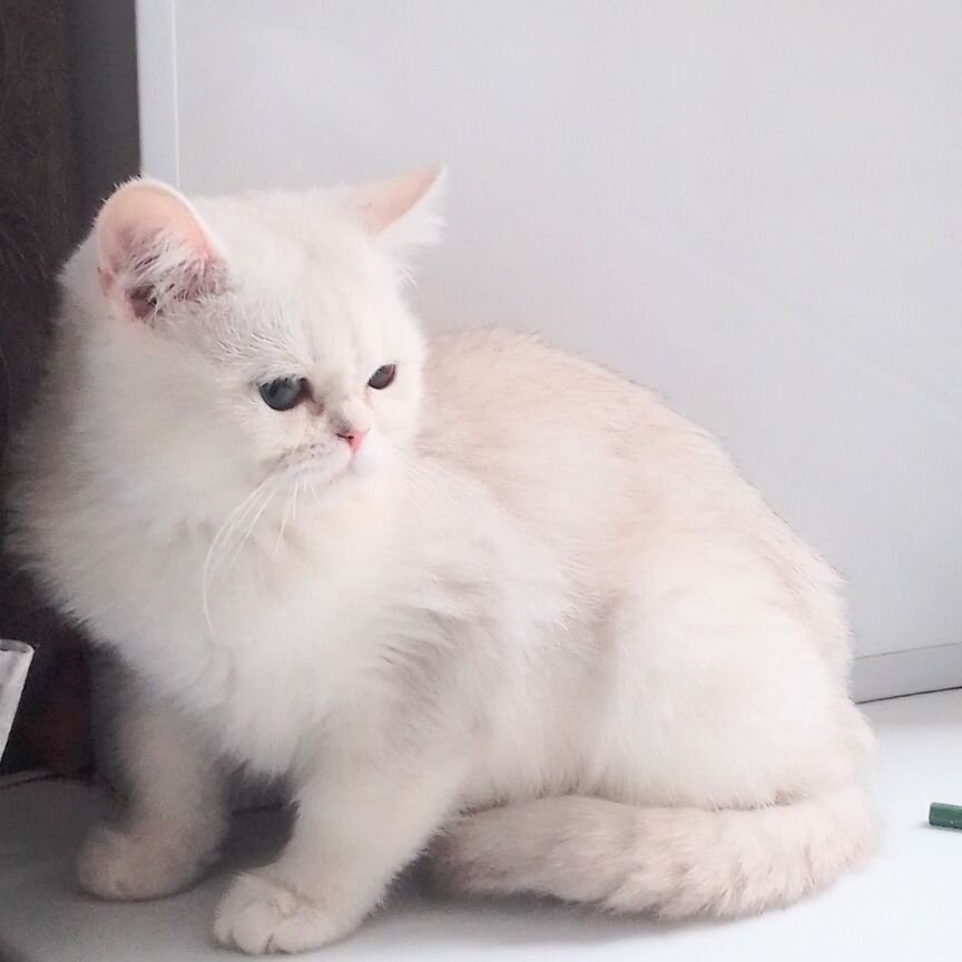 Подростки котики