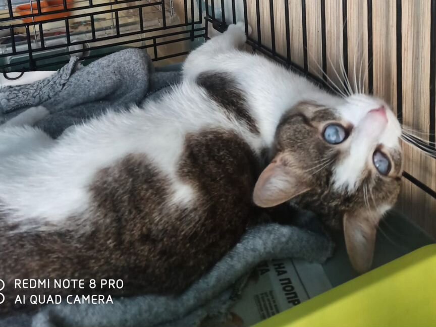 Котик ждёт хозяев